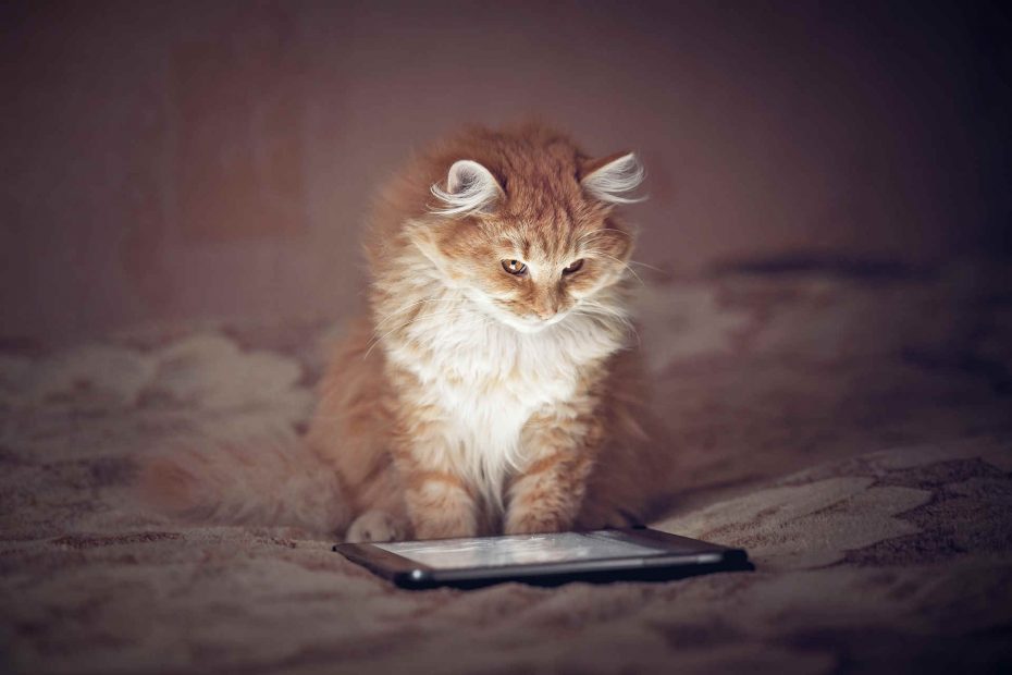 6 Best Games to Play With Your Cat on PC