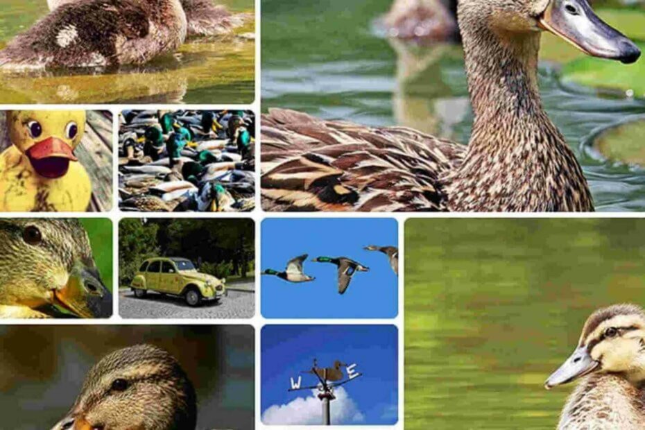 Download and install Windows Photo Gallery on Windows 10