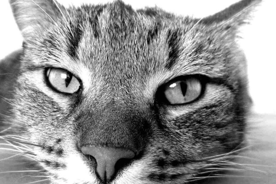 Can I use Paint 3D to Convert Images to Black and White?