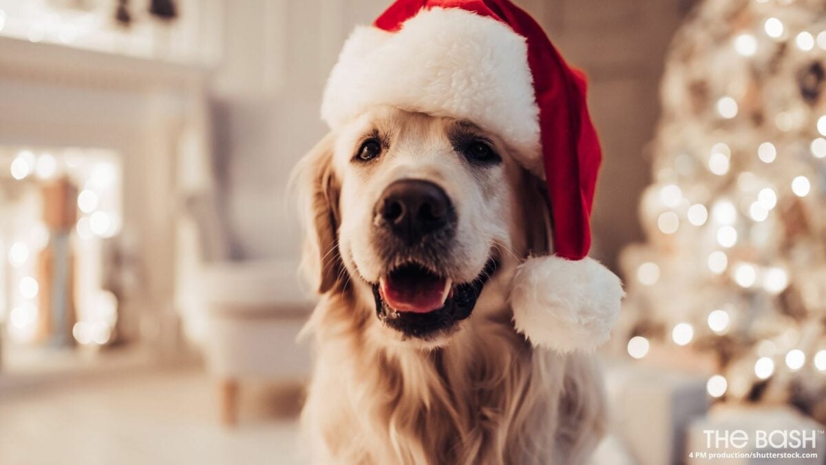 Free Zoom Christmas Backgrounds: Best Holiday Images & How to Add Them